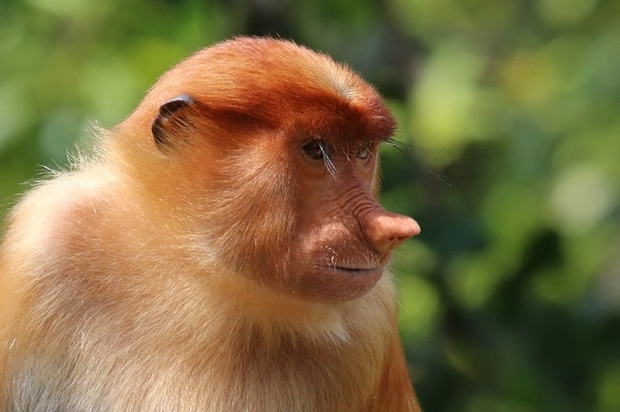 9 Interesting Facts about Borneo | Live The Journey