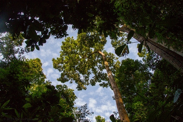 9 Interesting Facts about Borneo | Live The Journey