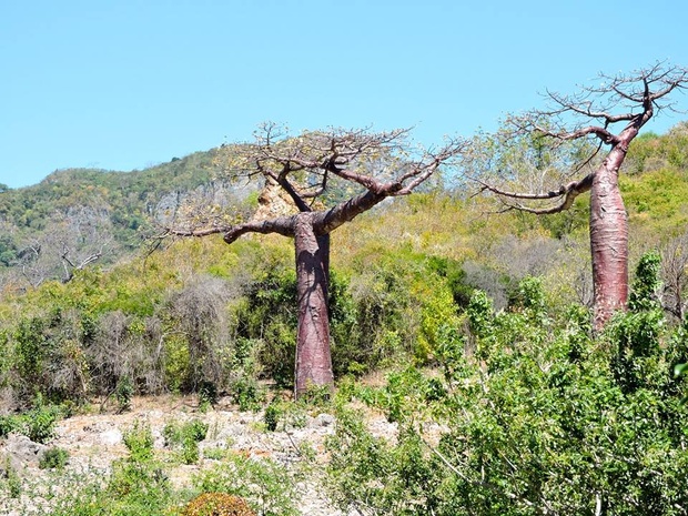 Dave Pepler se brief uit Madagaskar op RSG se Tjailatyd | Live The Journey