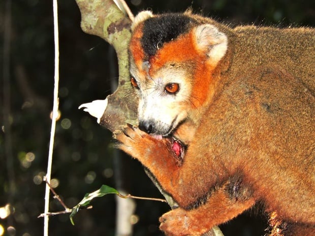 Dave Pepler se brief uit Madagaskar op RSG se Tjailatyd | Live The Journey