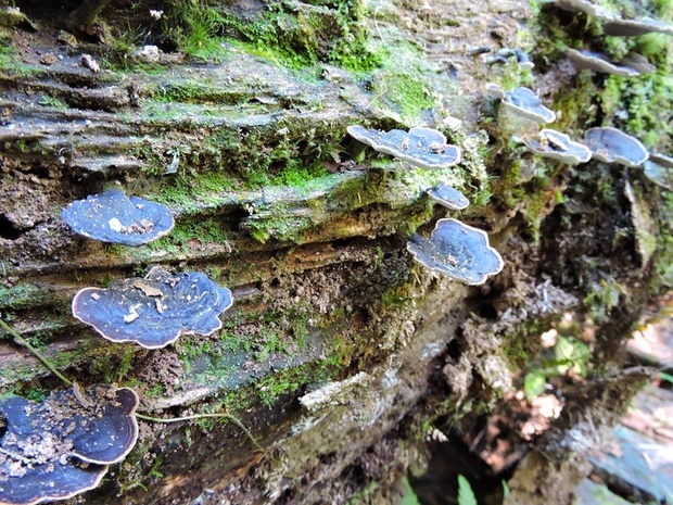 Dave Pepler se brief uit Madagaskar op RSG se Tjailatyd | Live The Journey