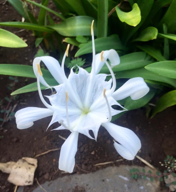 Dave Pepler se brief uit Madagaskar op RSG se Tjailatyd | Live The Journey