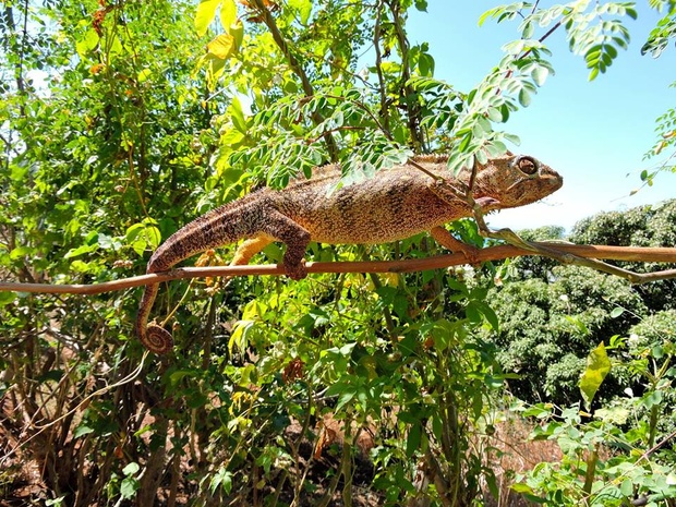 Dave Pepler se brief uit Madagaskar op RSG se Tjailatyd | Live The Journey
